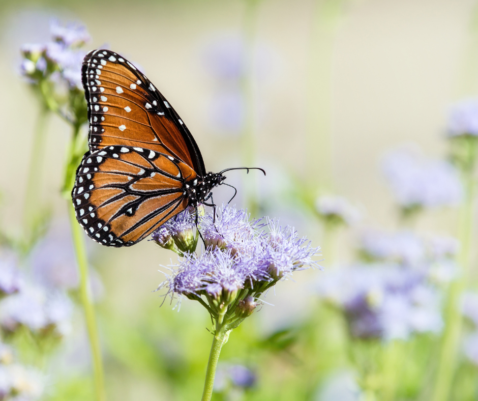Fall Flowers for Fall Monarchs – Save Tarrant Water