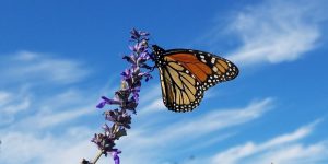 Native Plant and Pollinator Resources | Save Tarrant Water