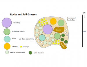 Five Garden Designs Using Native Plants – Save Tarrant Water