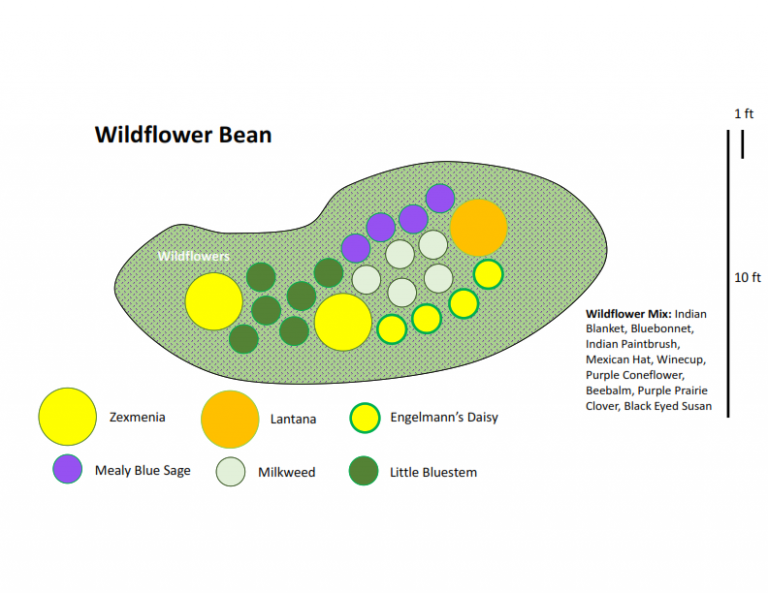 Five Garden Designs Using Native Plants – Save Tarrant Water
