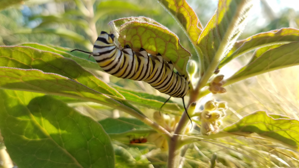 Butterflies of North Texas | Save Tarrant Water