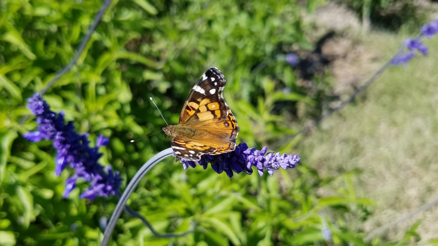Butterflies of North Texas | Save Tarrant Water