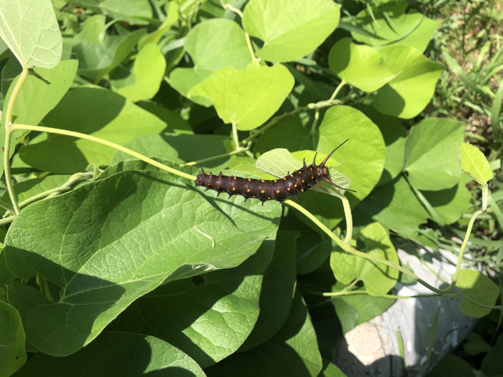Butterflies of North Texas | Save Tarrant Water