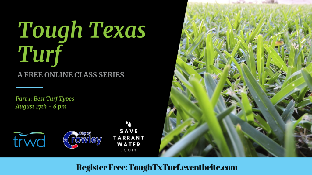 Tough Texas Turf Part 1: Best Turf Types – Save Tarrant Water
