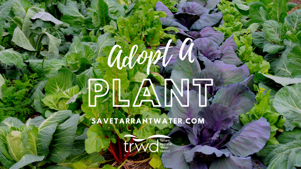 Adopt a Plant – Save Tarrant Water