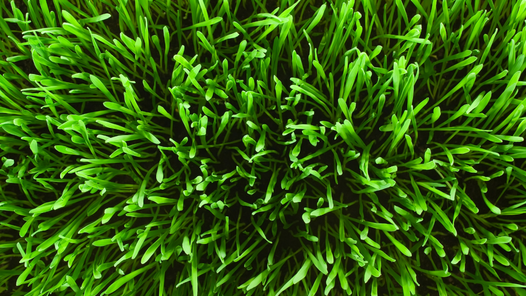 Comprehensive Guide to North Texas Lawn Care | Save Tarrant Water