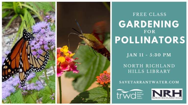 Gardening for Pollinators – Save Tarrant Water
