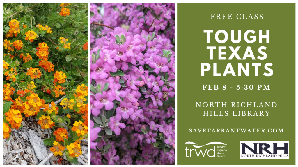 Tough Plants for North Texas – Save Tarrant Water