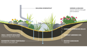 Gardening For Rainwater: Creating a Rain Garden – Save Tarrant Water