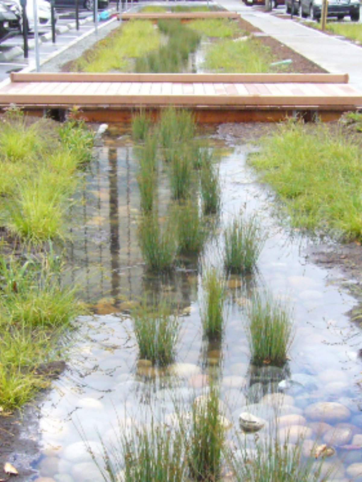 Gardening For Rainwater: Creating a Rain Garden – Save Tarrant Water