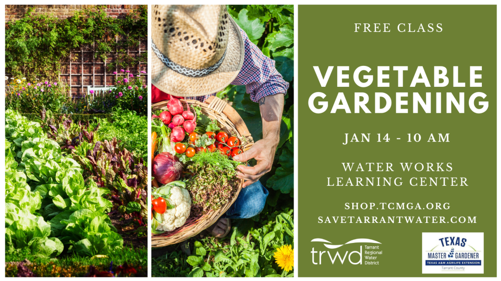 Vegetable Gardening – Save Tarrant Water