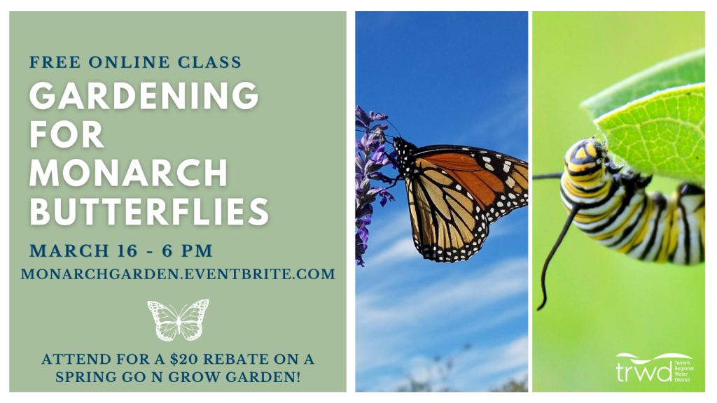 Gardening for Monarch Butterflies – Save Tarrant Water