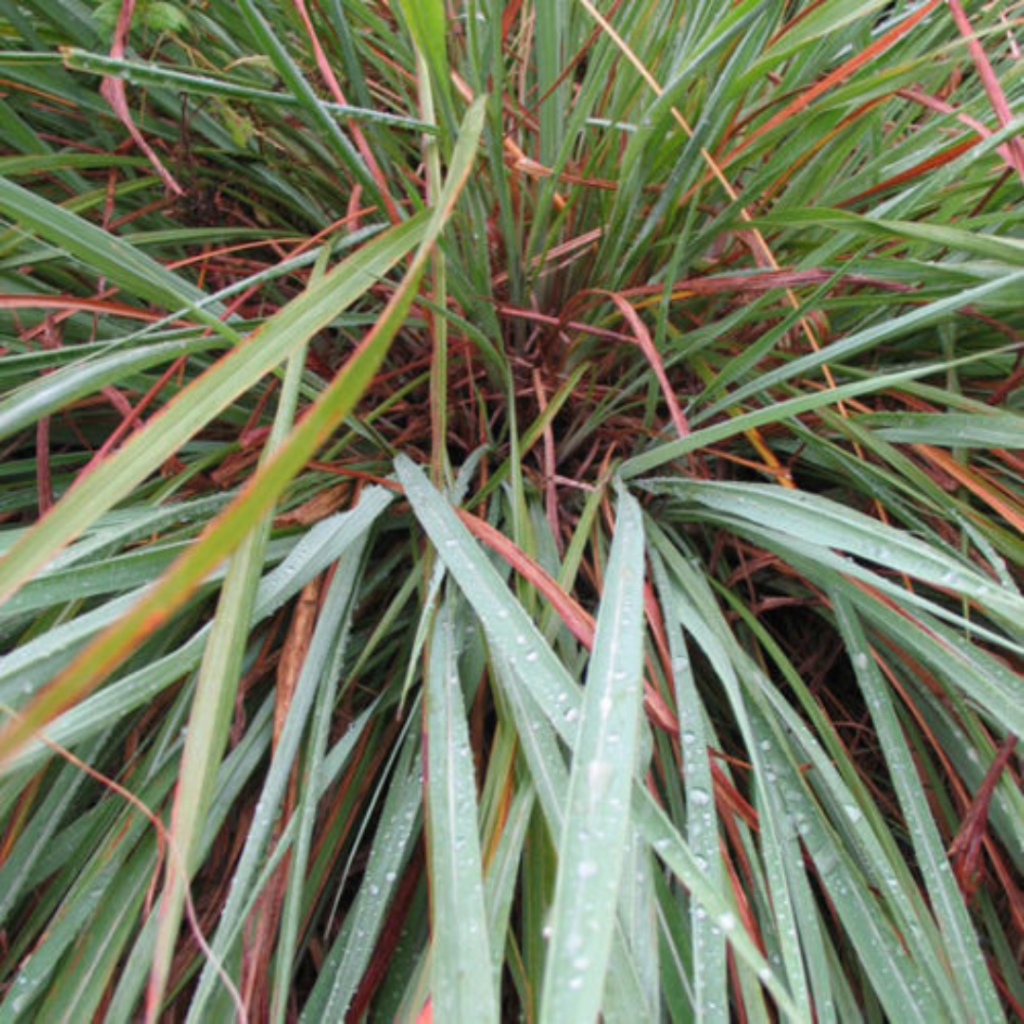 Gardening For Rainwater: Bioswales and Dry Creek Beds – Save Tarrant Water