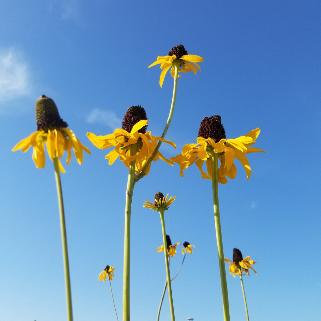 Gardening For Rainwater: Bioswales and Dry Creek Beds – Save Tarrant Water