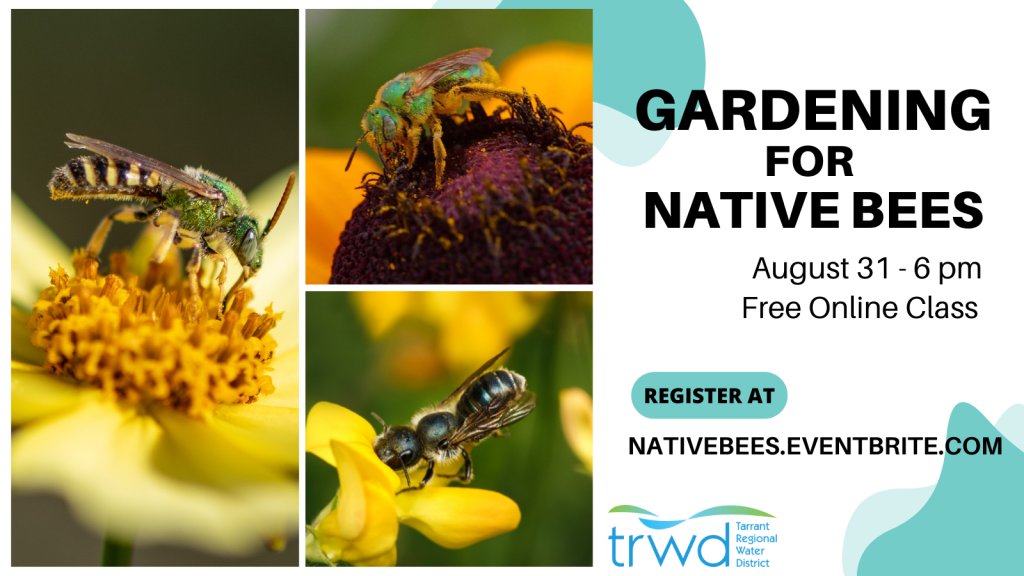 Gardening for Native Bees | Save Tarrant Water
