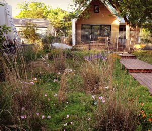 Creating Your Own Pocket Prairie! | Save Tarrant Water