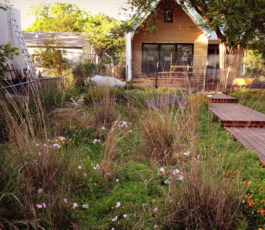 Creating Your Own Pocket Prairie! | Save Tarrant Water