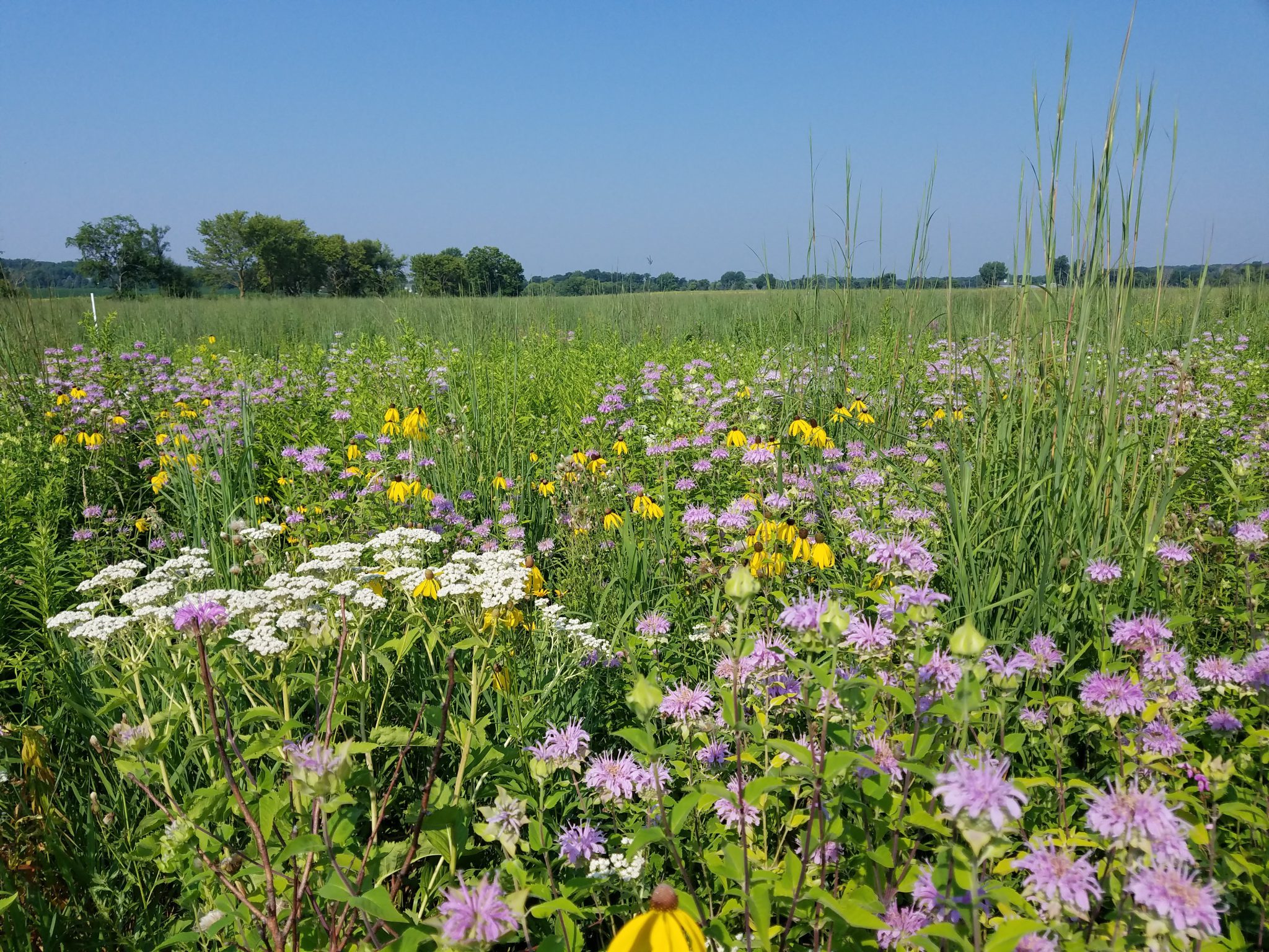 Creating Your Own Pocket Prairie! | Save Tarrant Water