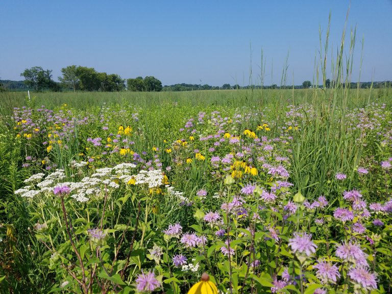 Creating Your Own Pocket Prairie! | Save Tarrant Water