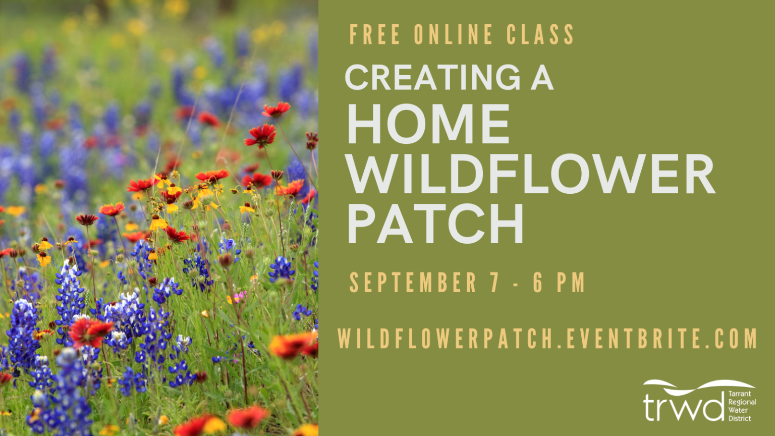 Creating a Home Wildflower Patch | Save Tarrant Water