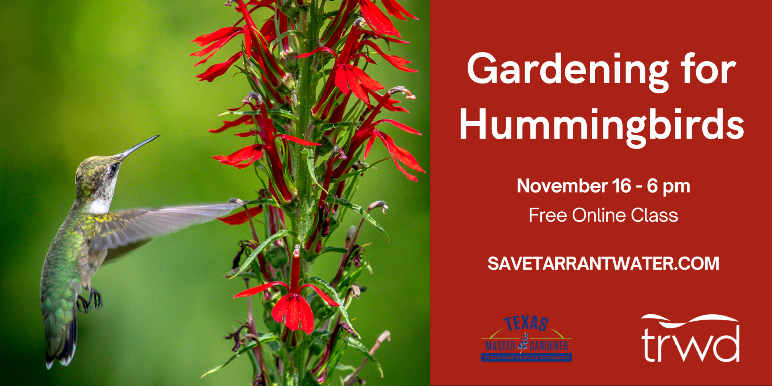 Gardening for Hummingbirds – Save Tarrant Water