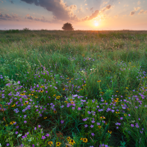 Creating Your Own Pocket Prairie! | Save Tarrant Water
