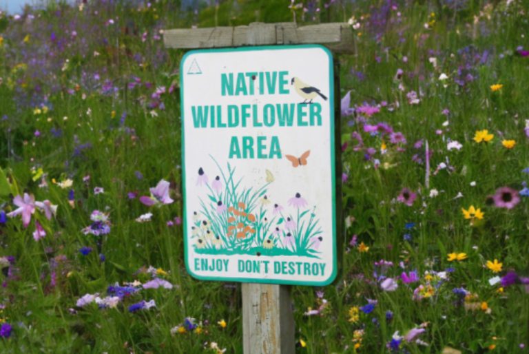 Creating Your Own Pocket Prairie! | Save Tarrant Water