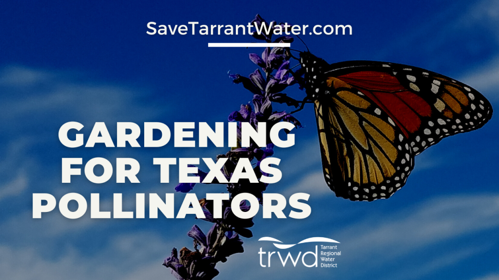 Native Plant and Pollinator Resources | Save Tarrant Water