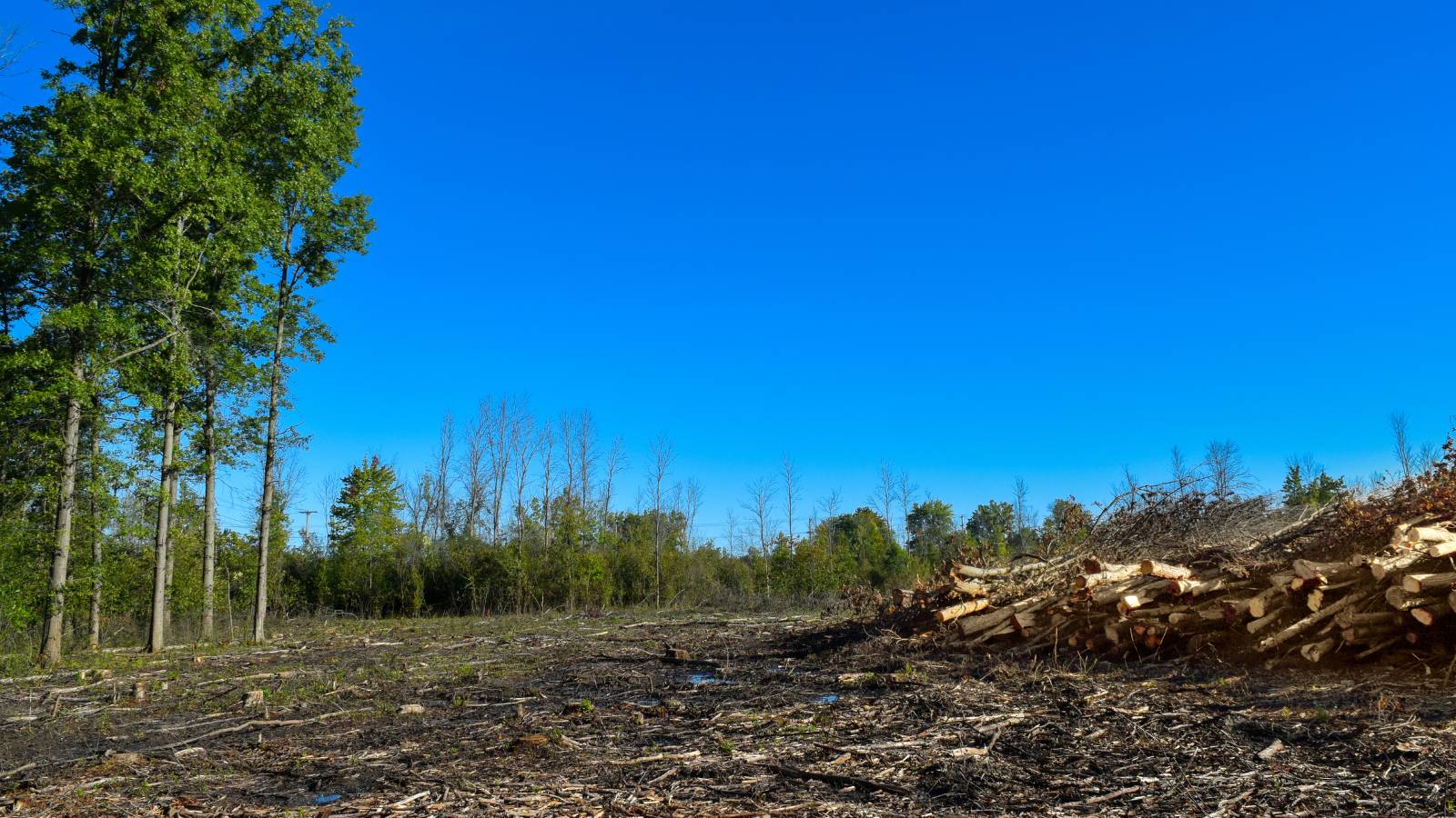 Creating a Certified Wildlife Habitat – Save Tarrant Water
