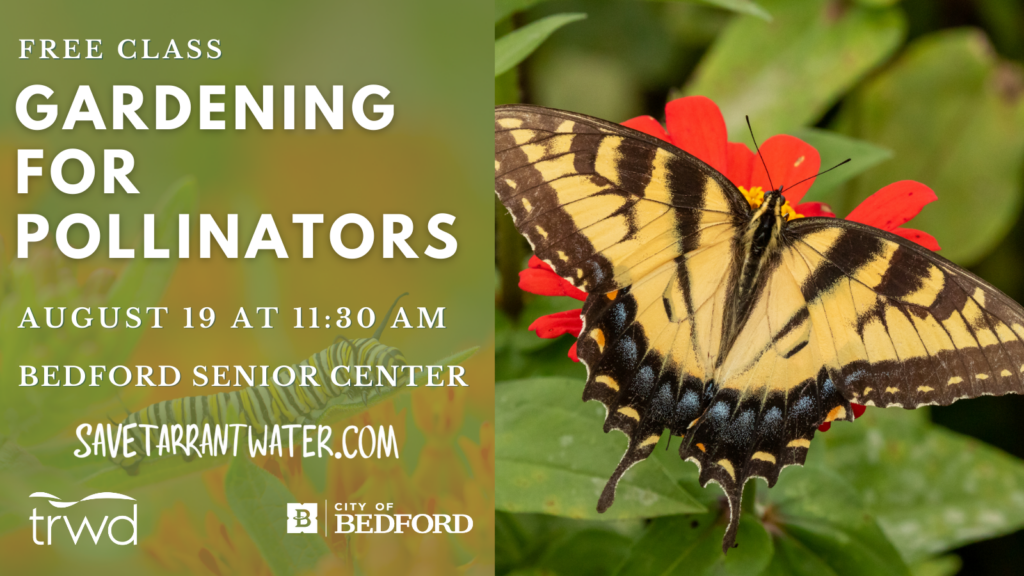 Gardening for Pollinators | Save Tarrant Water