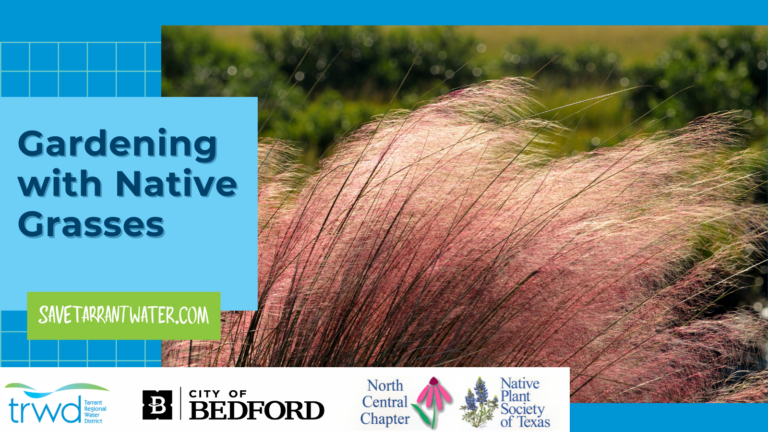 Gardening with Native Grasses – Save Tarrant Water