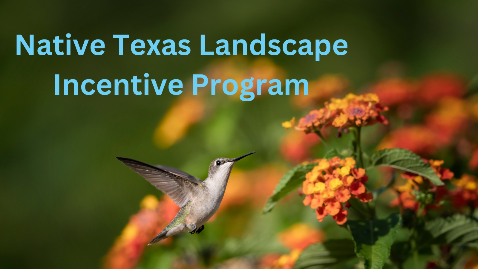 Native Texas Landscape Incentive Program | Save Tarrant Water