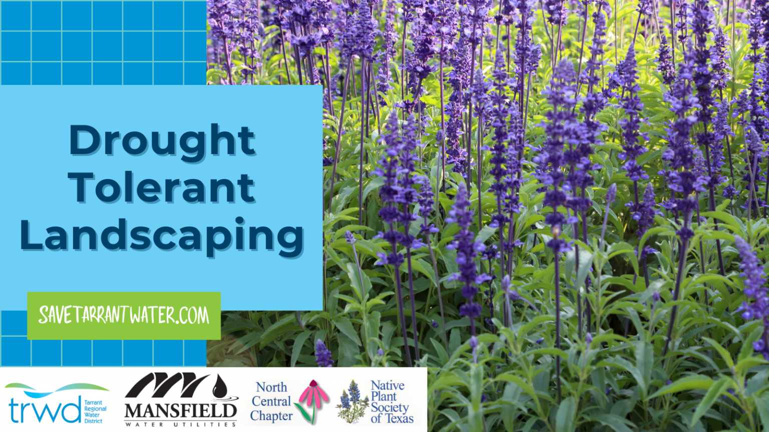 Drought Tolerant Landscaping | Save Tarrant Water