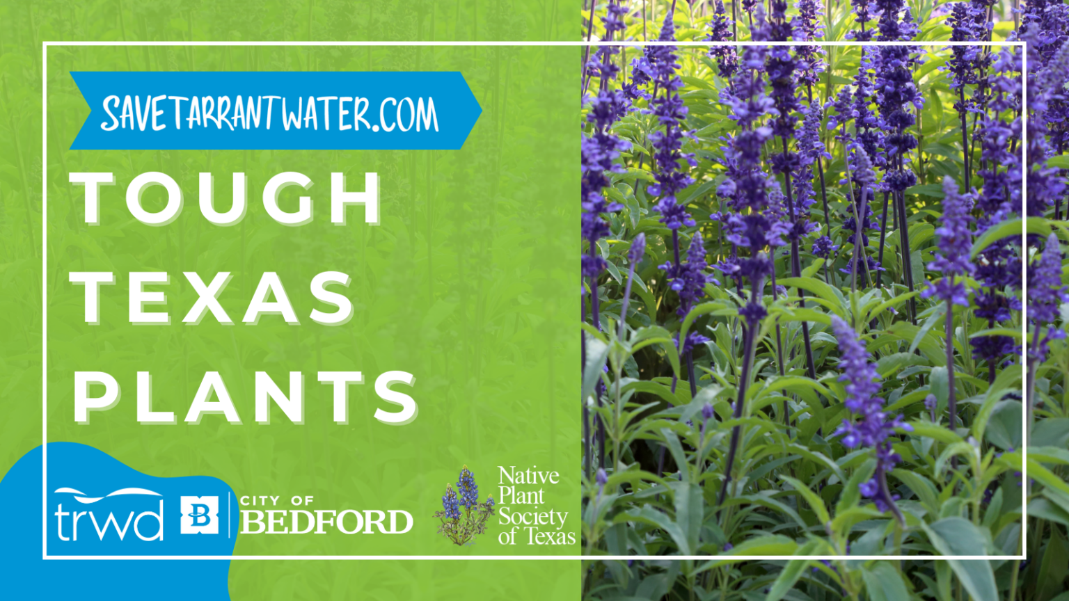 Tough Texas Plants – Save Tarrant Water