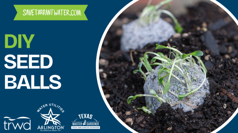 DIY Seed Balls – Save Tarrant Water