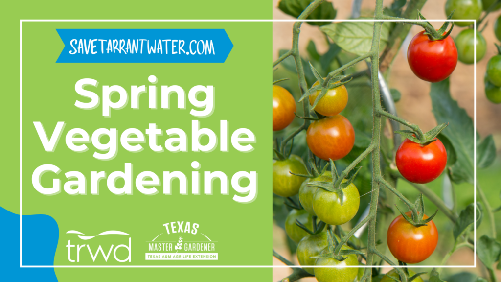 Spring Vegetable Gardening – Save Tarrant Water